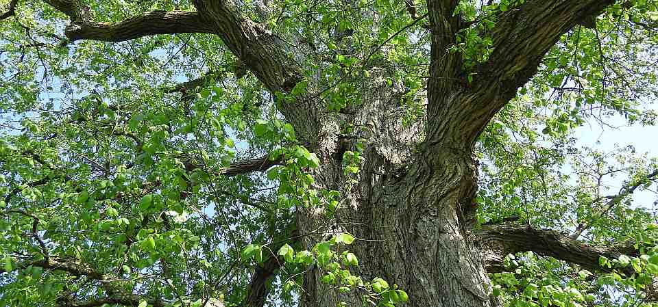 Eine Überlebenskünstlerin im Fokus der Forschung - Bäume