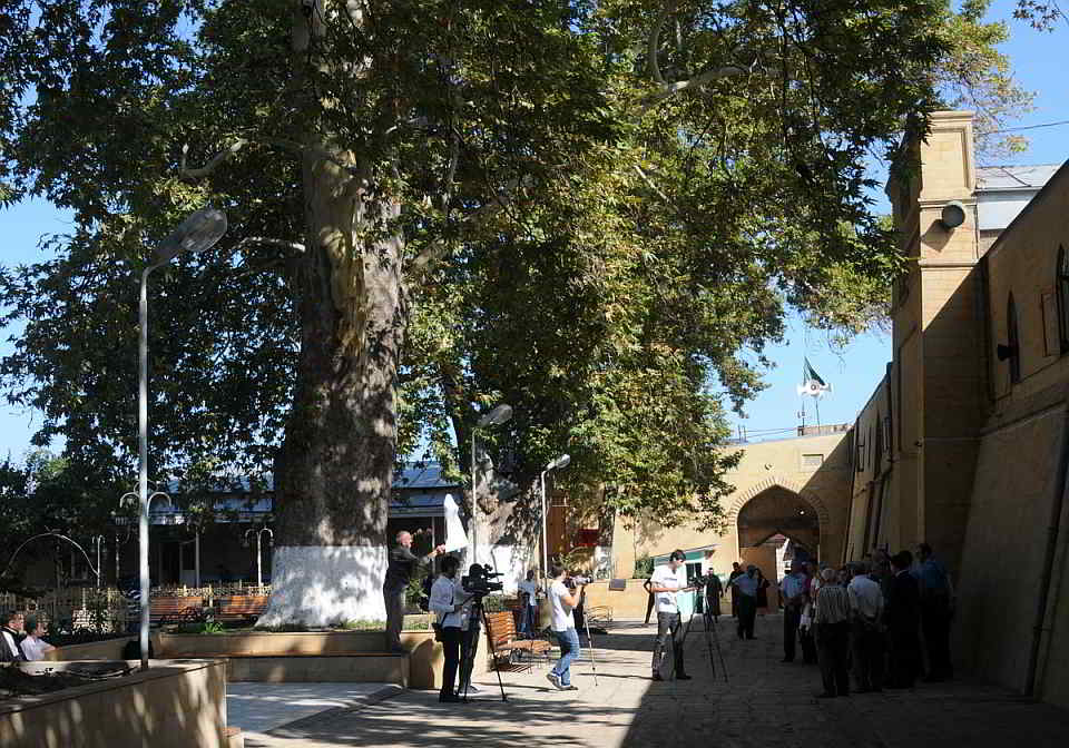 European Tree of the Year 2021 - Bäume