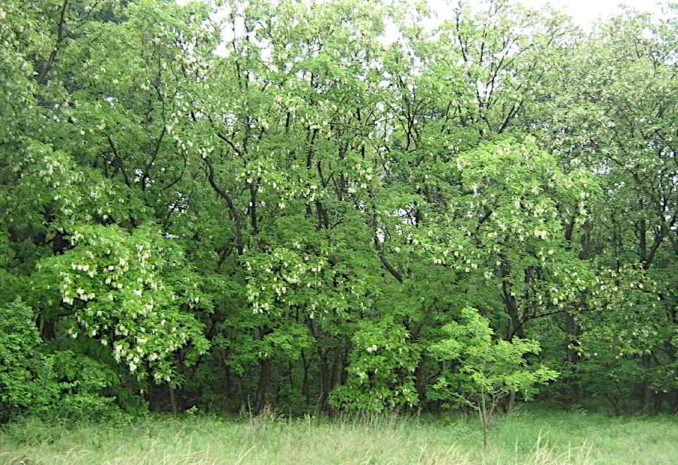 500 Meter Distanz geben Sicherheit - Bäume