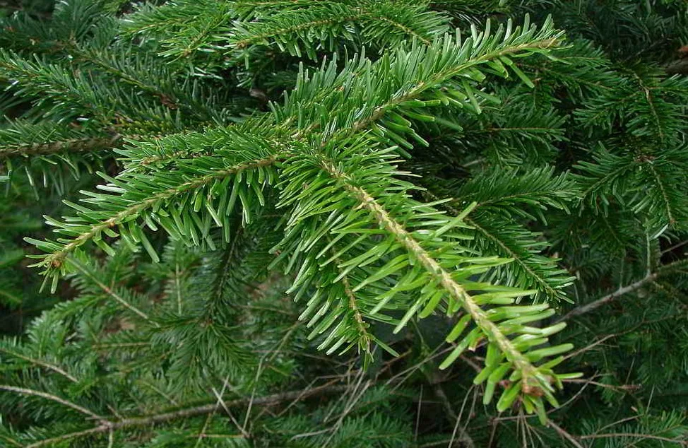 Weißtanne – die Königin der Nadelbäume - Bäume