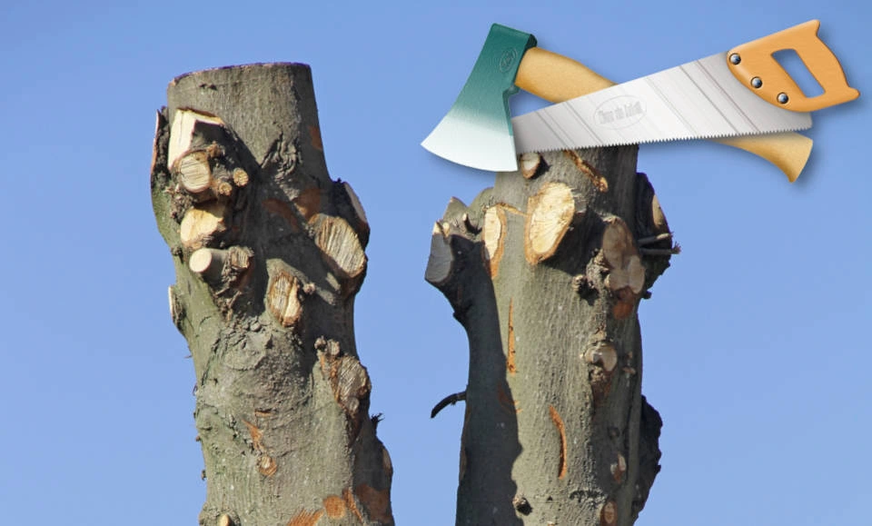Baumverstümmelungen in Coburg - Baumschutz