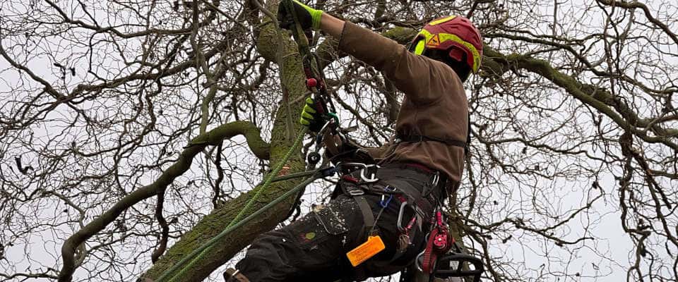 Arboristik-Baumpflege-Baumschutz