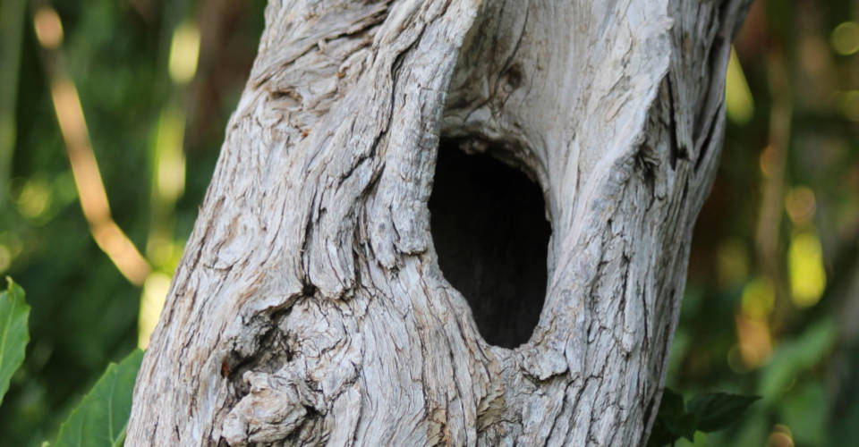 Fällverbot für Bäume im Garten ab März - Baum und Natur