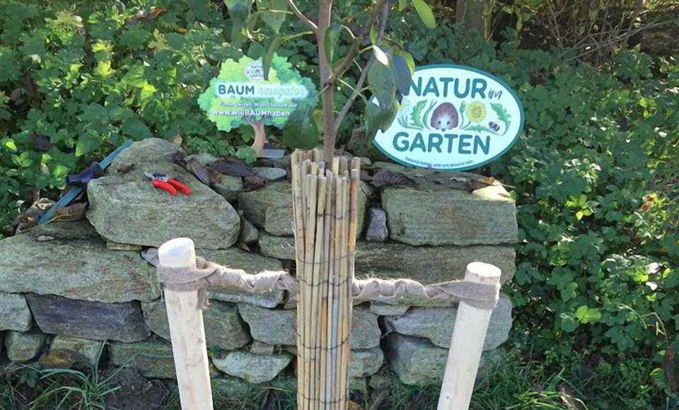 Baumpflanzung: Vom Anwuchs an gesund! - Baum und Natur