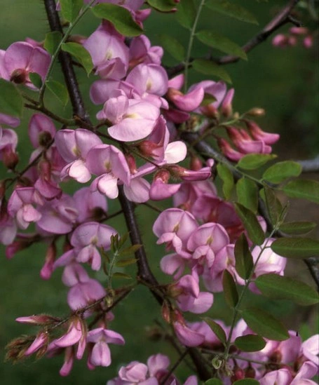 Blütengehölze - Baum und Natur