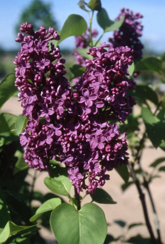 Einfach pflanzen und genießen - Baum und Natur