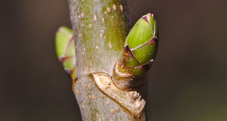 Faszination Natur: Baumknospen machen das Leben sichtbar - Baum und Natur