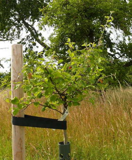 Der Herbst kehrt ein in unseren Streuobstwiesen - Baum und Natur