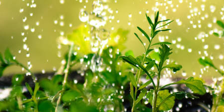 Garten Inhalt 0 - Baum und Natur