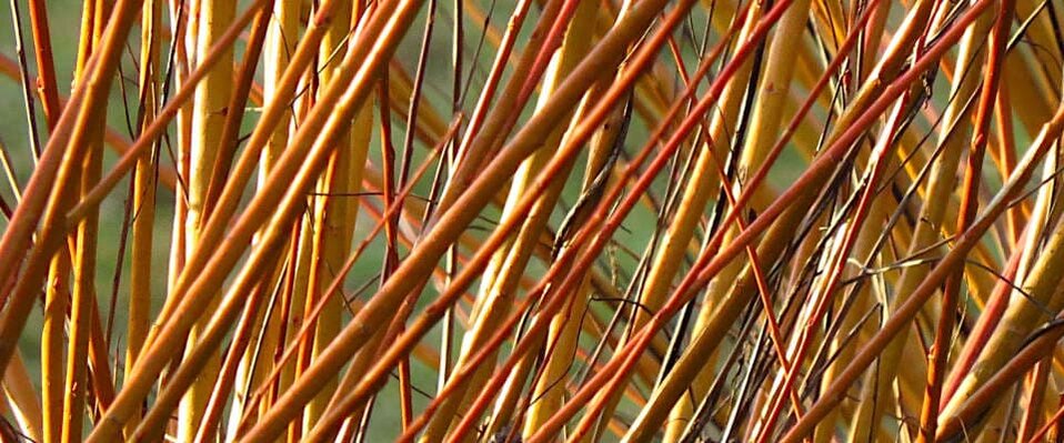 Wunderpflanze Weide - Baum und Natur