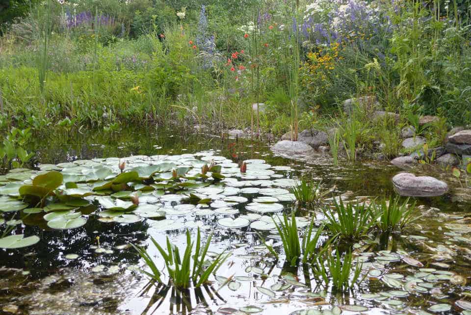 Conservation Gardening - Baum und Natur