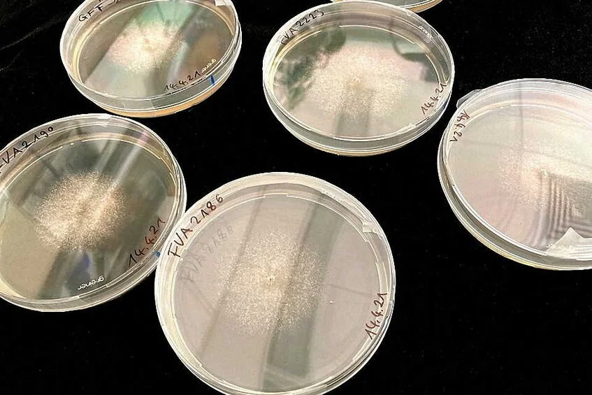 Rußige Rinde und fliegende Sporen - Schadorganismen