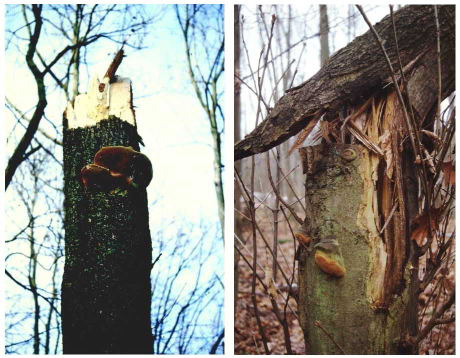 Röhrenschicht-Analyse - VTA (Visual Tree Assessment)