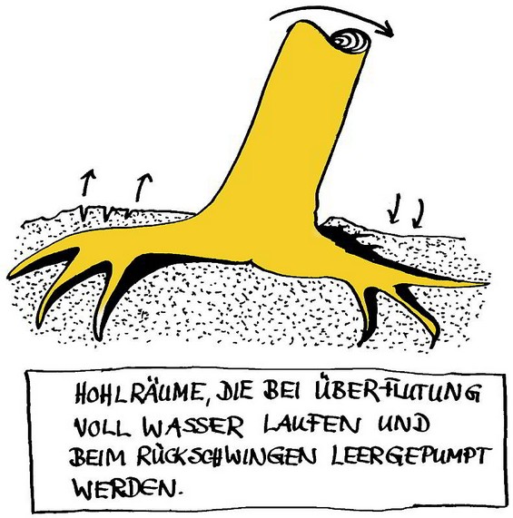 Die Biomechanik der Wechselwirkung von Bäumen mit Deichen - VTA (Visual ...
