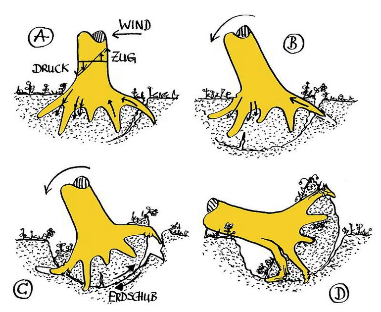 Die Biomechanik der Wechselwirkung von Bäumen mit Deichen - VTA (Visual ...