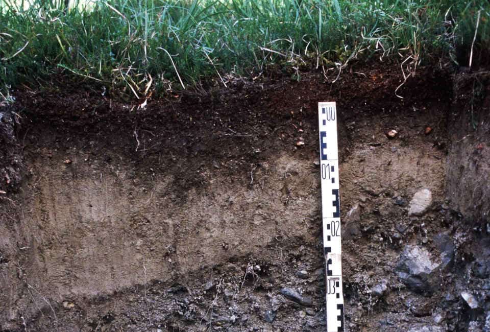 Kohlenstoffspeicherung im Waldboden - Waldwissen