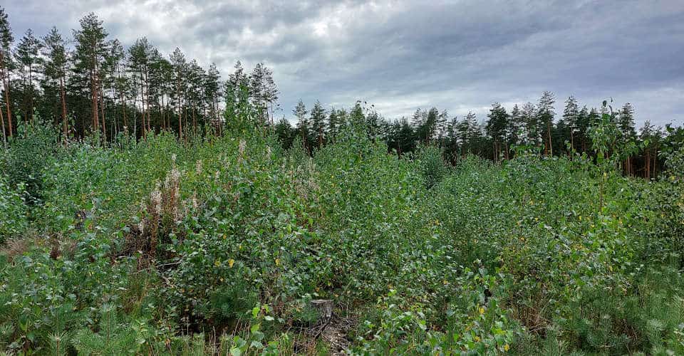 Pionierbaumarten im Klimawandel unter Druck - Waldwissen