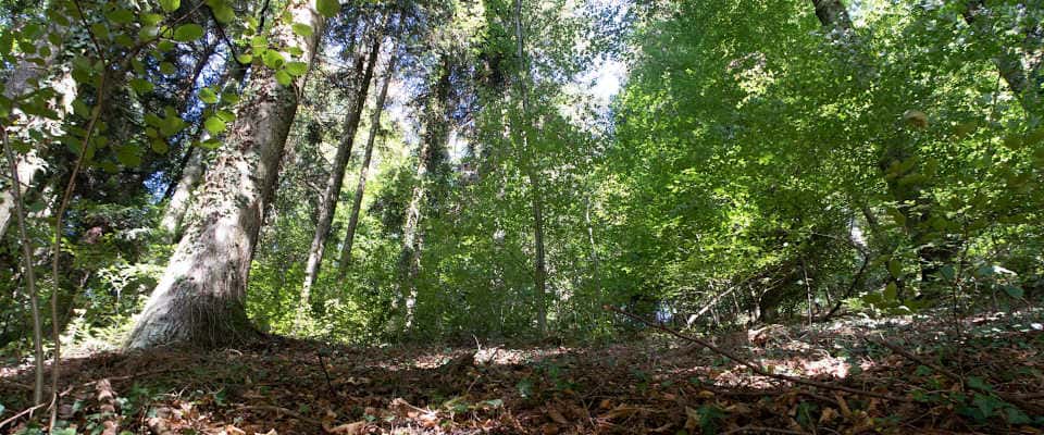 Wie ernähren sich Bäume - Waldwissen