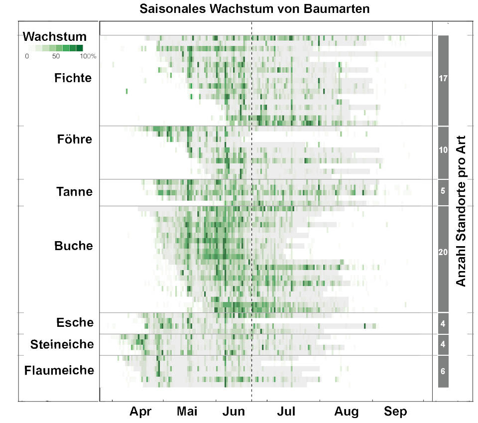 Wenige Tage bestimmen den Zuwachs unserer Bäume - Wissen