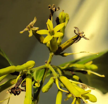 Biosynthese von Strychnin aufgeklärt - Wissen