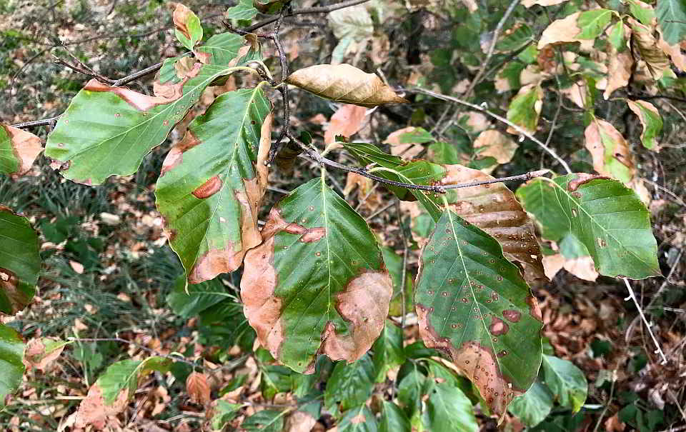 Außergewöhnliche Sommertrockenheit seit 2015 in Europa - Wissen