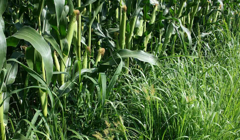 Invasive Arten richten so viel Schaden an wie Naturkatastrophen - Wissen