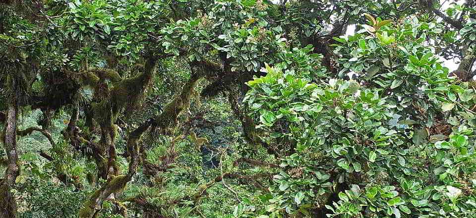 Globale Studie zur Vielfalt von Baumarten - Wissen