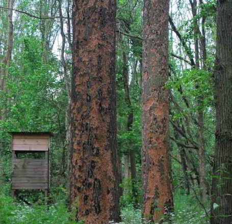 Baumbewohnende Insekten im Klimawandel - Wissen