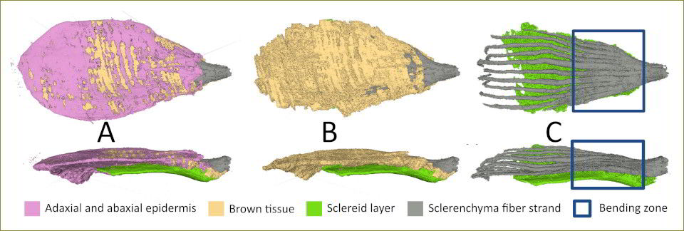 Neue Erkenntnisse zur Bewegung von Kiefernzapfenschuppen - Wissen