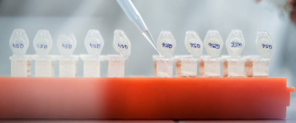 Genetische Analyse tropischer Baumarten - Wissen