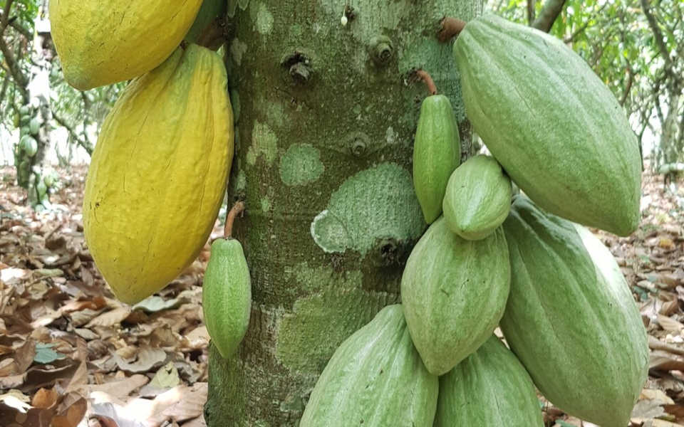 Kakao im Klimawandel - Wissen