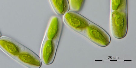 Aktuelles aus Forschung und Wissenschaft-016 - Wissen