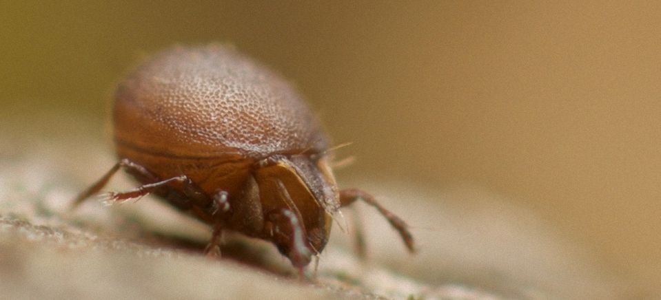 Geheimes Leben zwischen Ölpalmenwedeln - Wissen