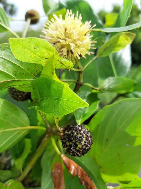 1000 neue Arten für Nigeria - Wissen