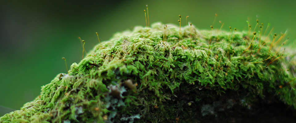 Moose als Lehrmeister der Anpassungen - Wissen