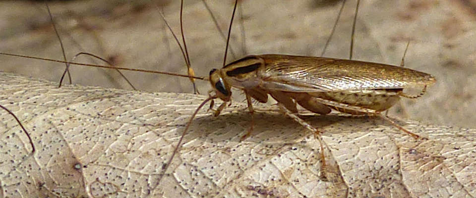 Vom Regenwald zur Plantage - Wissen