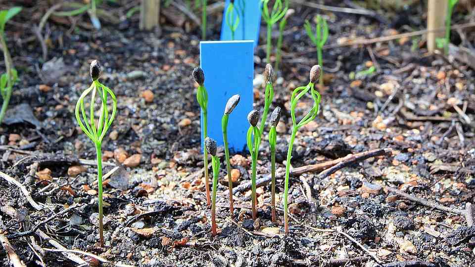 Bäume geben „Umwelterinnerungen“ an Nachwuchs weiter - Wissen