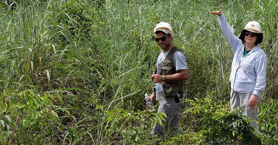 Feuer schwächen tropische Regenwälder jahrelang - Wissen