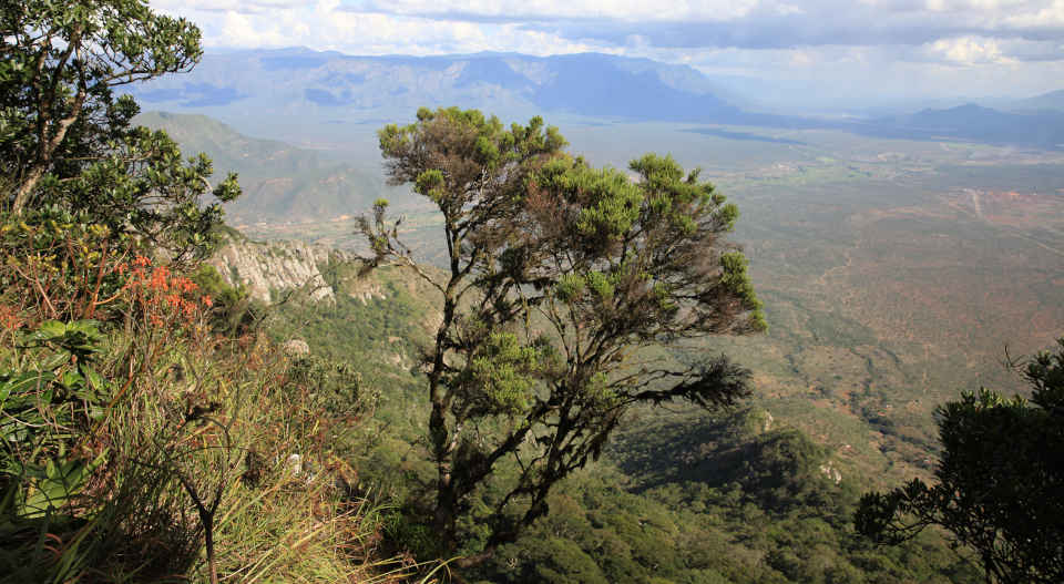 Globale Studie zur Vielfalt von Baumarten - Wissen